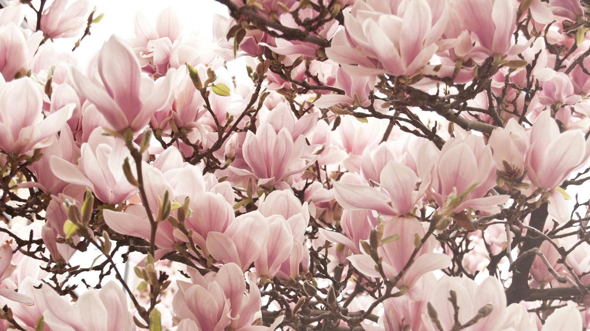 2026 Masters 2-Night Opening Express Package | Book Now